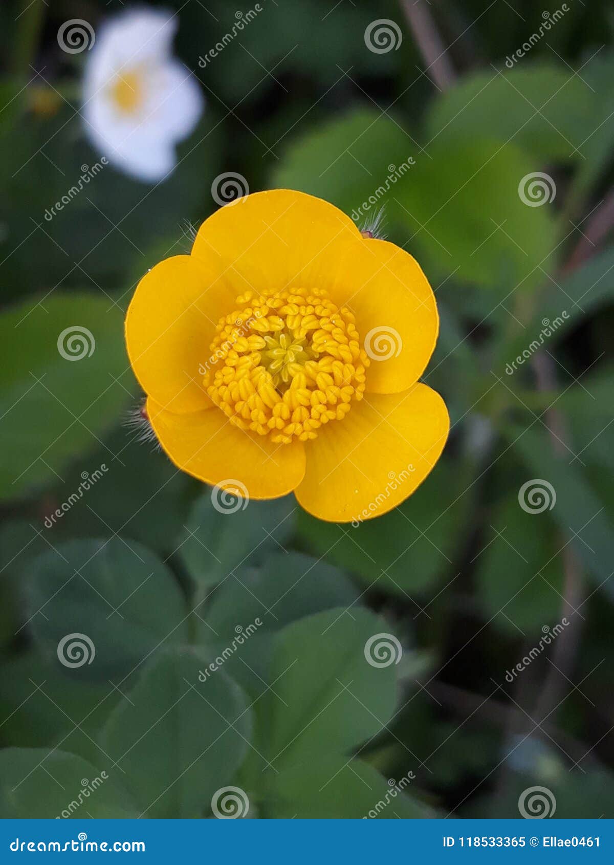 La flor es tan hermosa imagen de archivo. Imagen de flor - 118533365