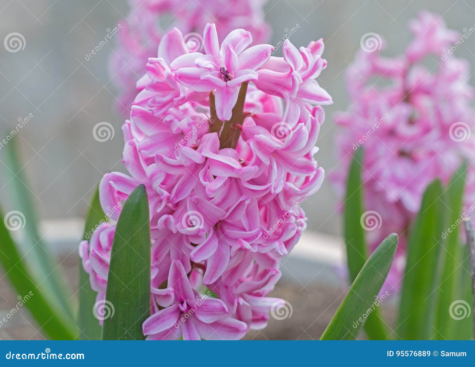 La flor grande imagen de archivo. Imagen de planta, flores - 95576889