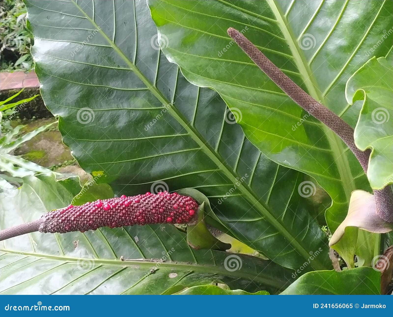 La Flor Jemani Roja Que Vive En El Campo En Las Laderas De Monte Wilis ...