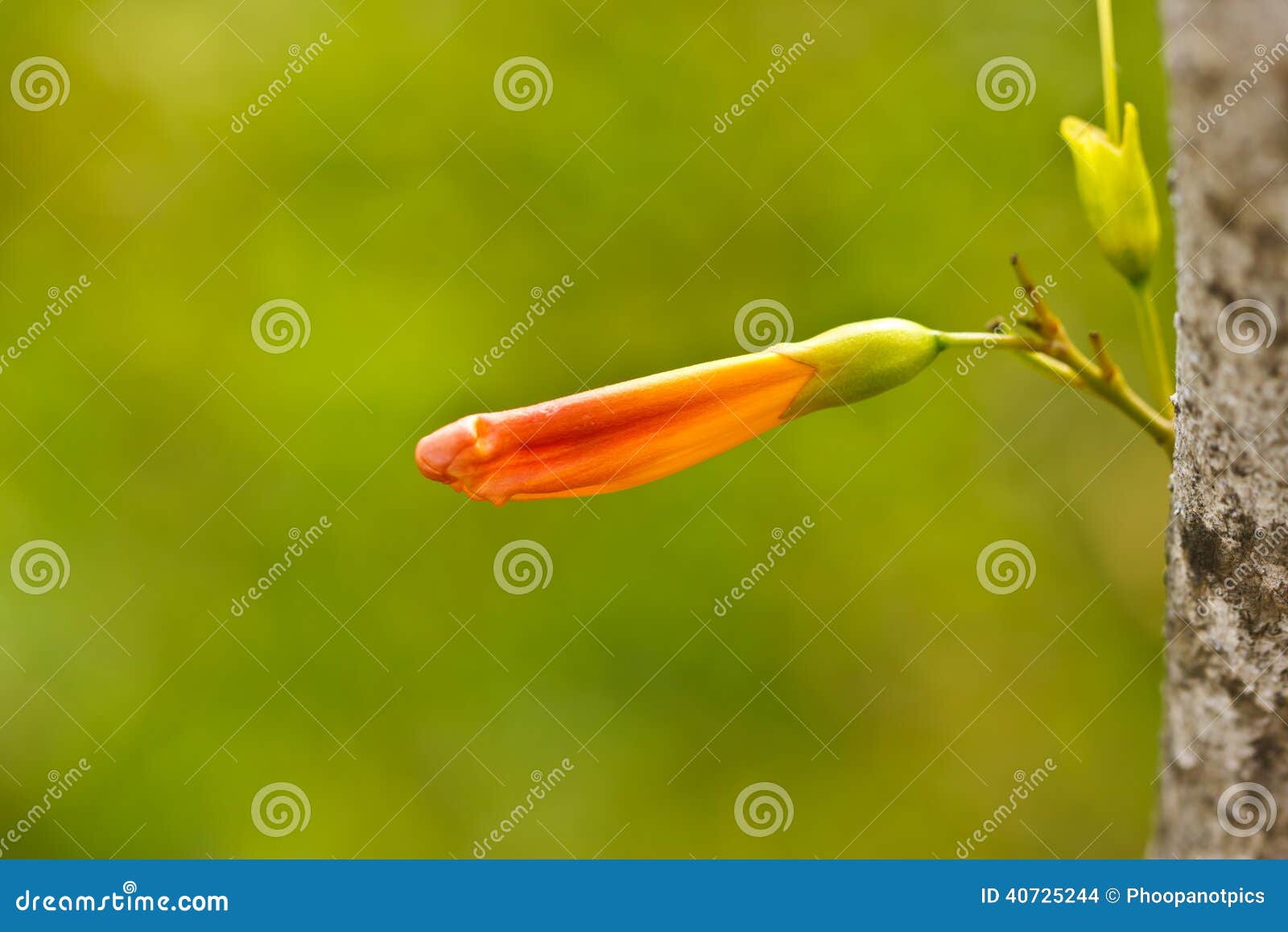 La flor preciosa foto de archivo. Imagen de salvaje, crecimiento - 40725244