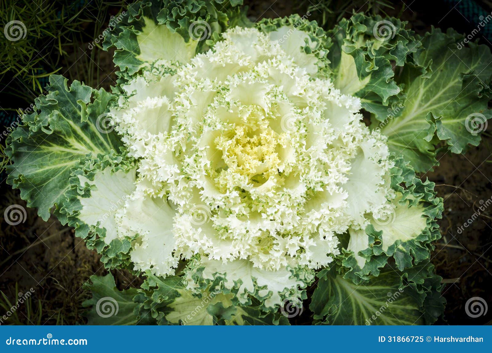 La Flor Tiene Gusto De La Coliflor Imagen de archivo - Imagen de fresco ...
