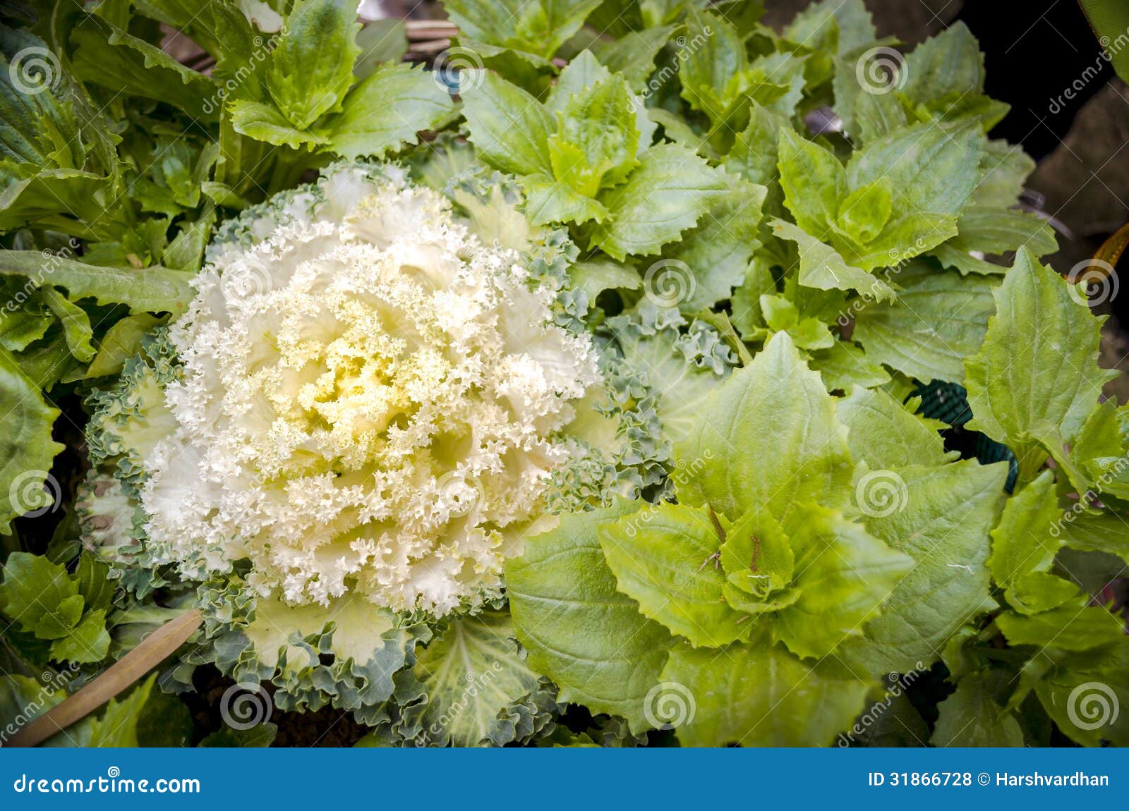 La Flor Tiene Gusto De La Coliflor Foto de archivo - Imagen de ...