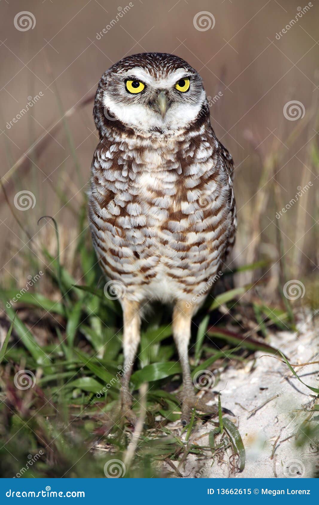 La Floride Creusant Le Hibou Image stock - Image du curieux, animaux ...