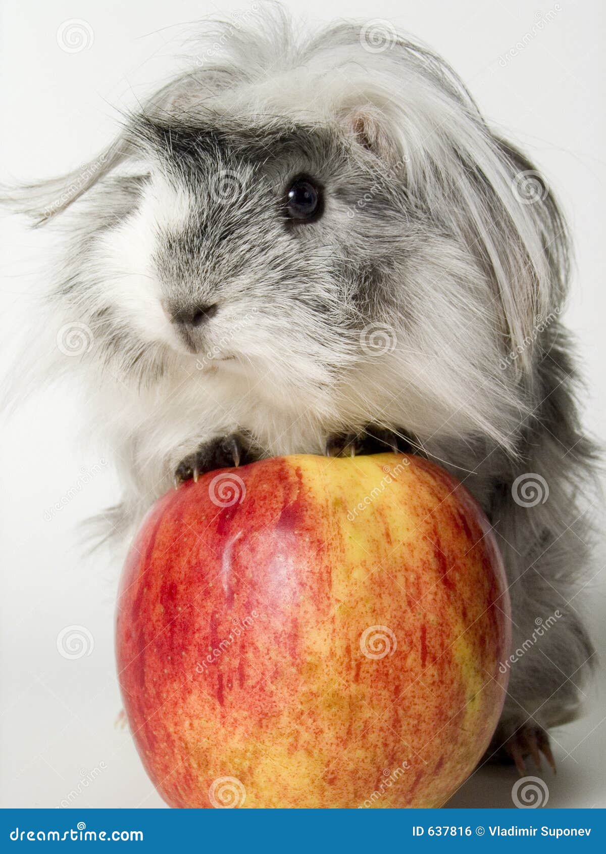 La focena fotografia stock. Immagine di pozzo, maiale, affascinare - 637816