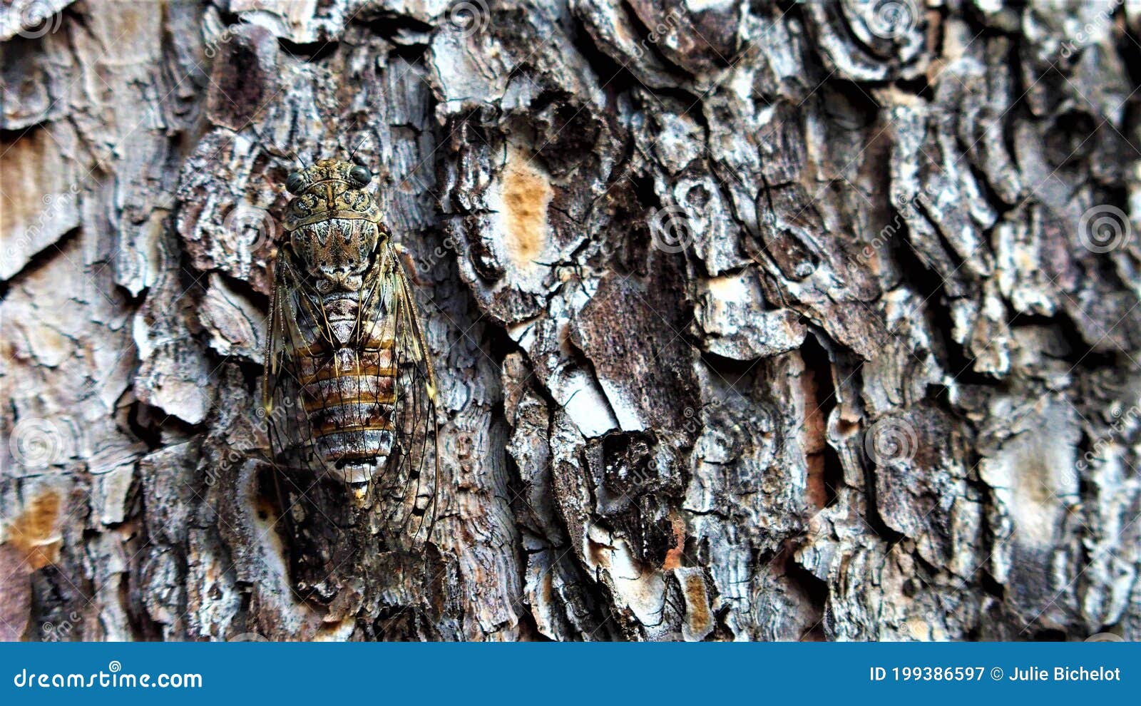 Cigale Cicada Alive Insect Close-up On The Tree, Symbol Of Provence And ...
