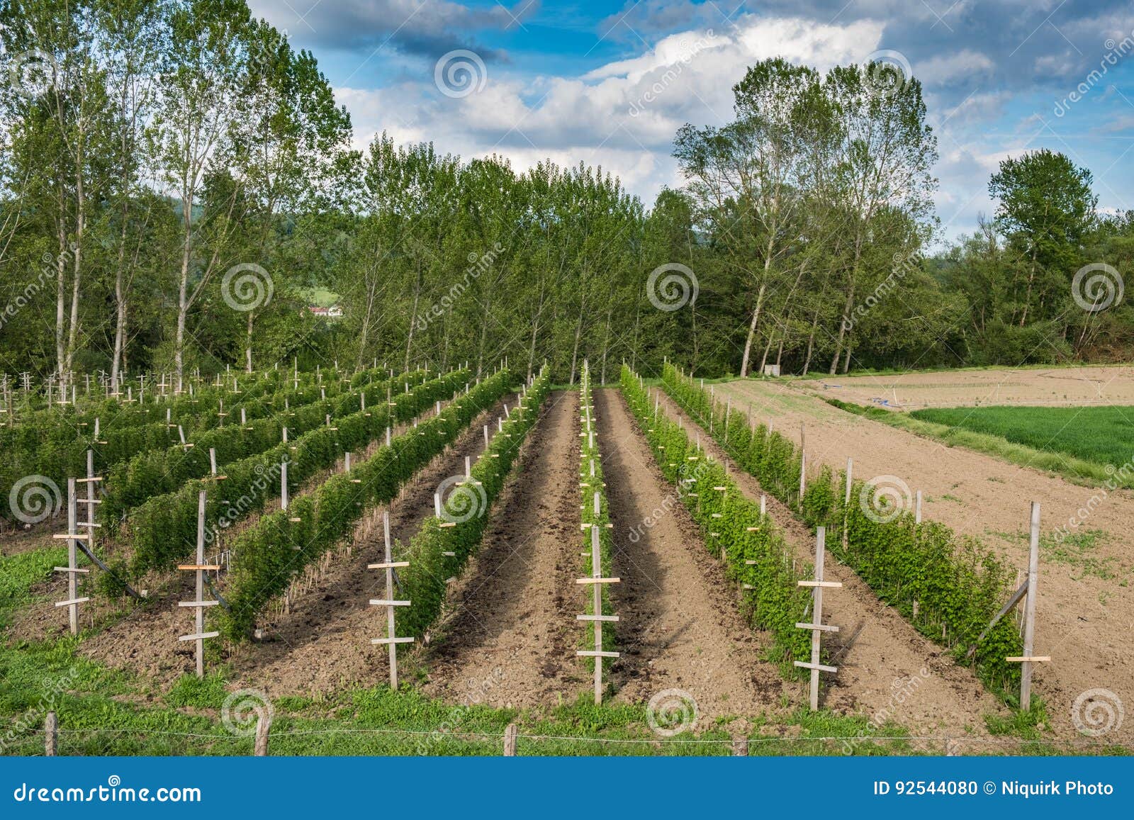 La Frambuesa Planta La Plantación Foto de archivo - Imagen de rancho ...
