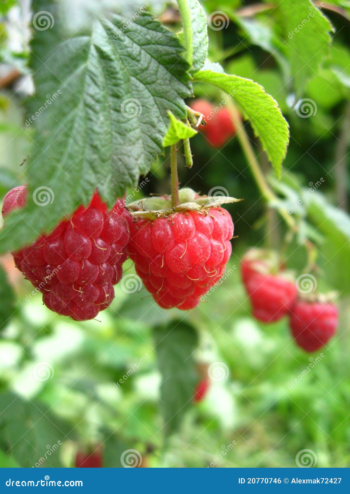 La frambuesa roja foto de archivo. Imagen de verano, planta - 20770746