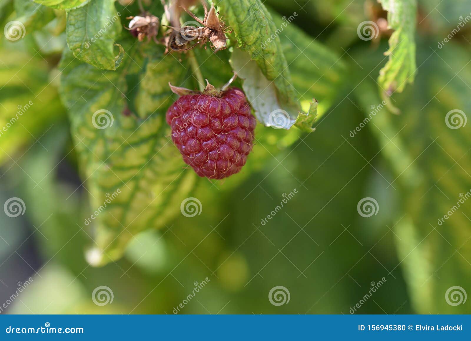 La Frambuesa Roja En El Arbusto Foto de archivo - Imagen de calle, flor ...