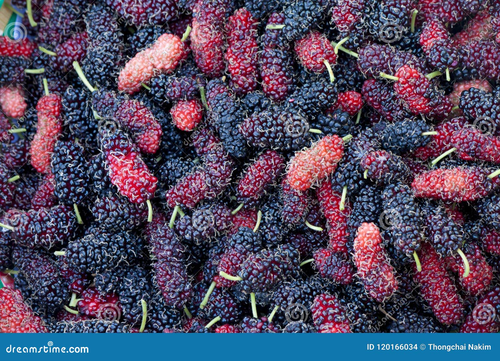La Fruta De La Mora Se Prepara Para Come Foto de archivo - Imagen de ...