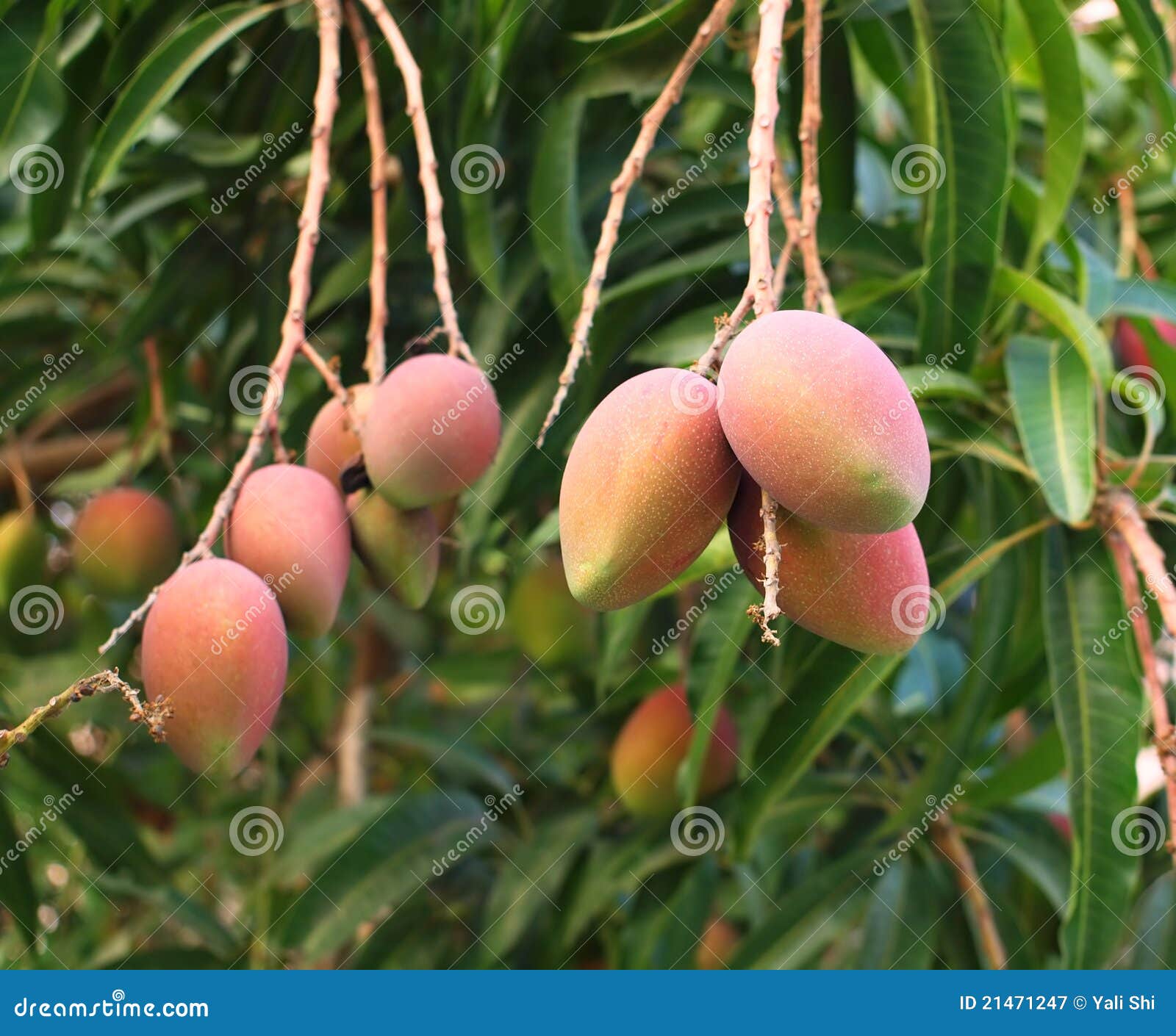 La Frutta Del Mango Sta Maturando Immagine Stock - Immagine di mango ...