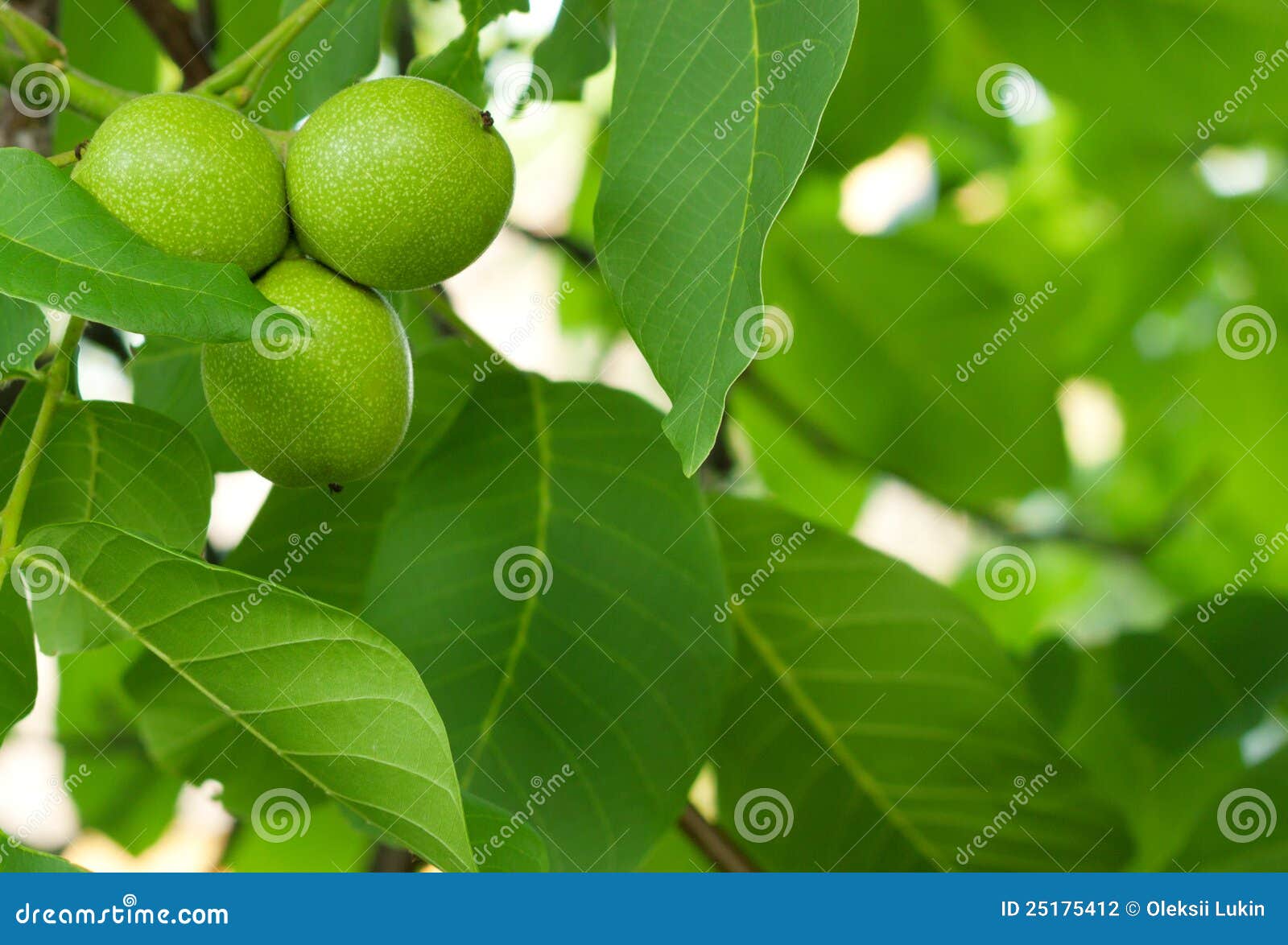 La frutta verde della noce fotografia stock. Immagine di sviluppo ...