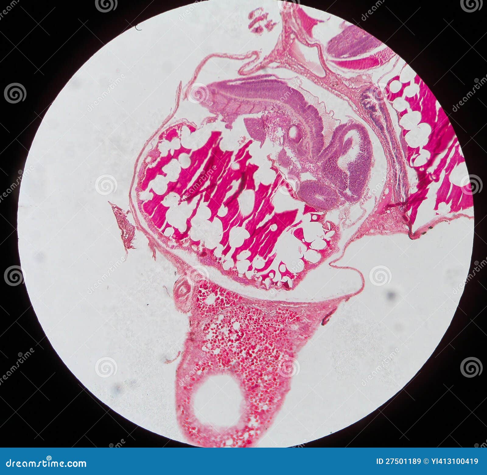 La gónada imagen de archivo. Imagen de moderno, micro - 27501189