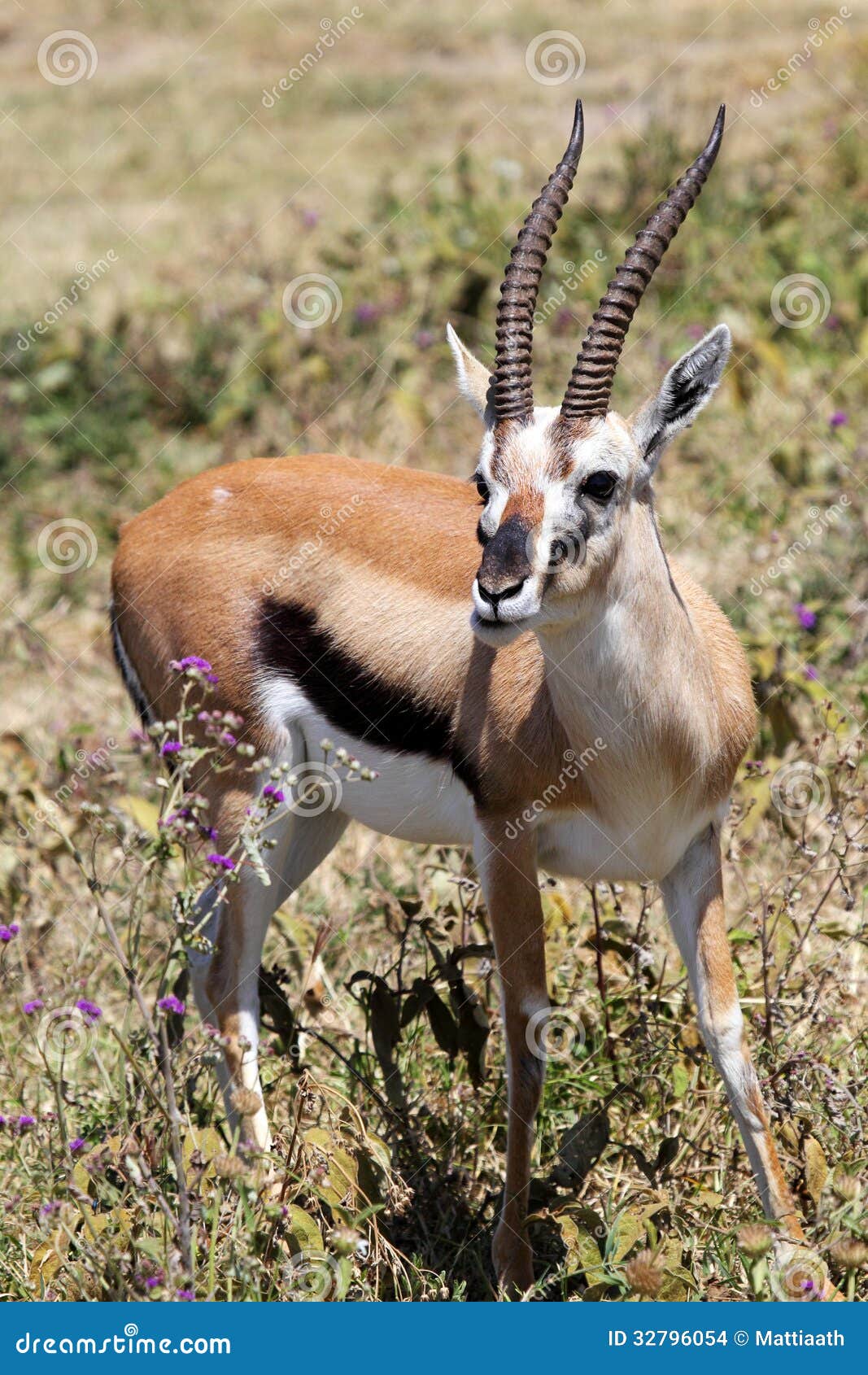La gacela de THOMSON foto de archivo. Imagen de herbivoro - 32796054