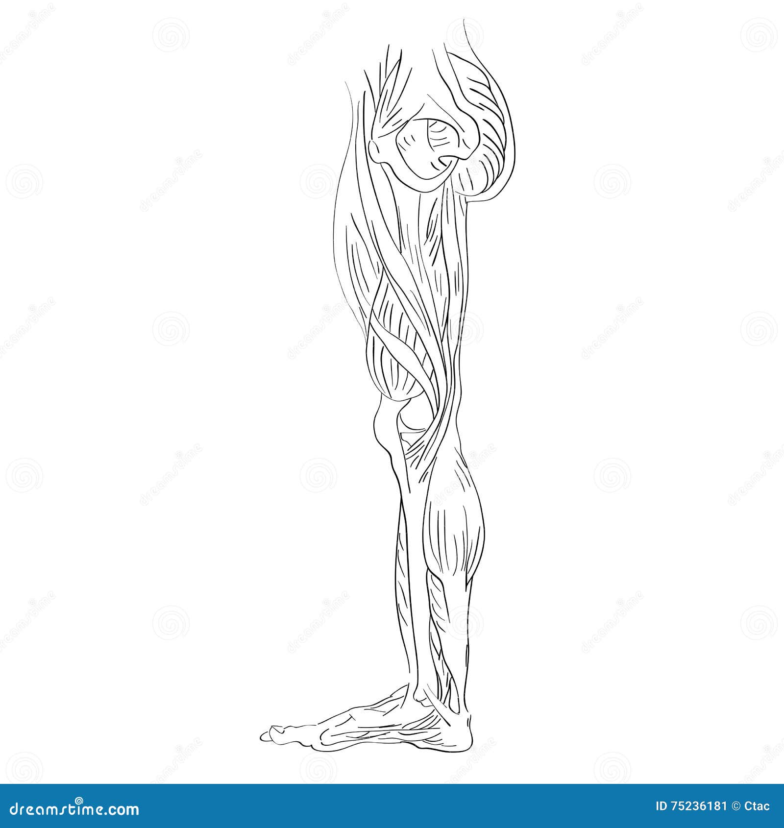 La Gamba Muscles La Laterale Interna Illustrazione Vettoriale ...