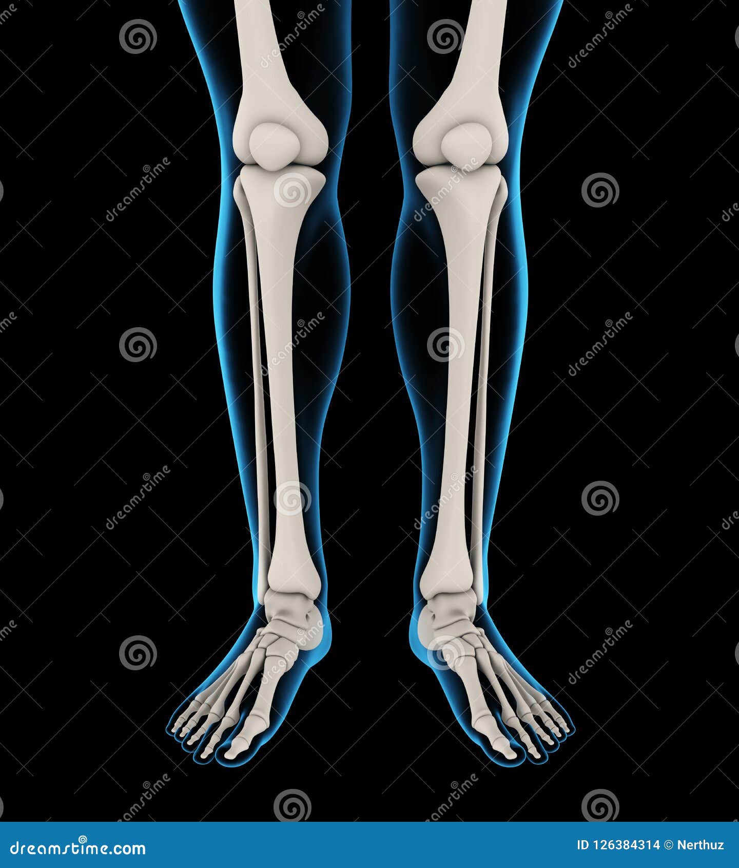 La Gamba Umana Disossa L'anatomia Illustrazione di Stock ...