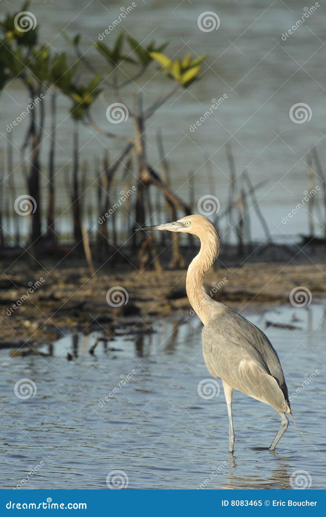 La garza azul imagen de archivo. Imagen de hembra, agua - 8083465