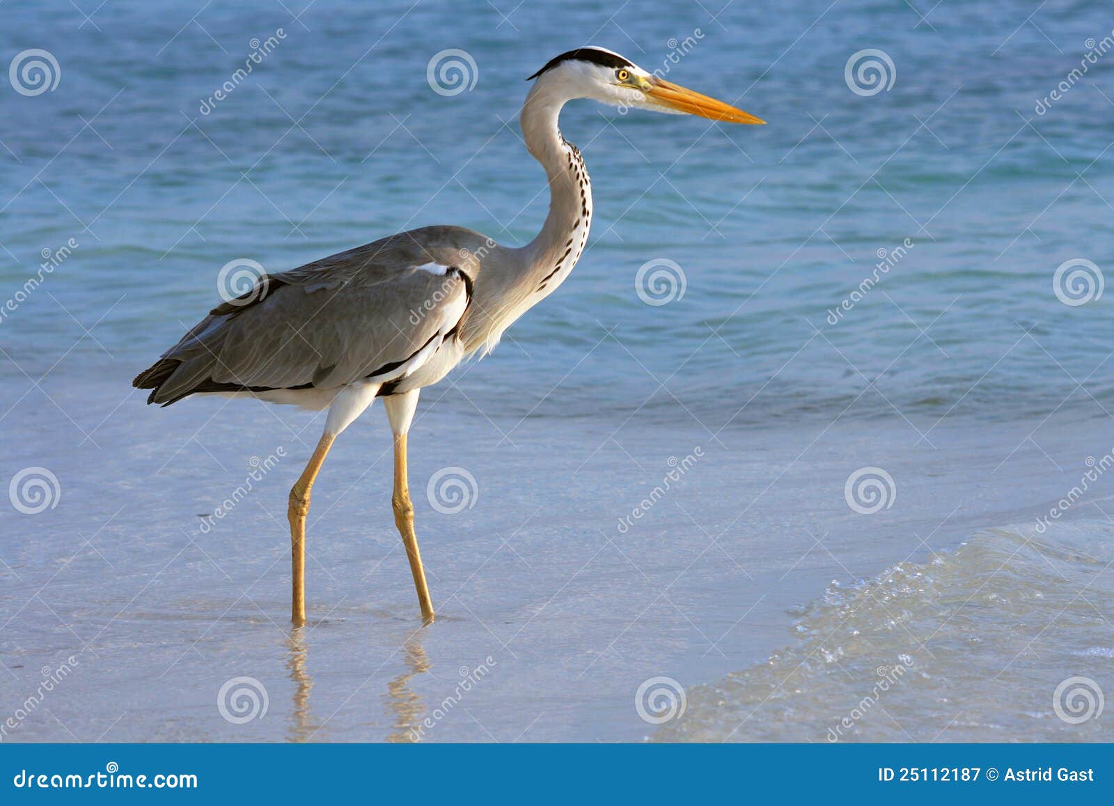 La garza común imagen de archivo. Imagen de amamanta - 25112187