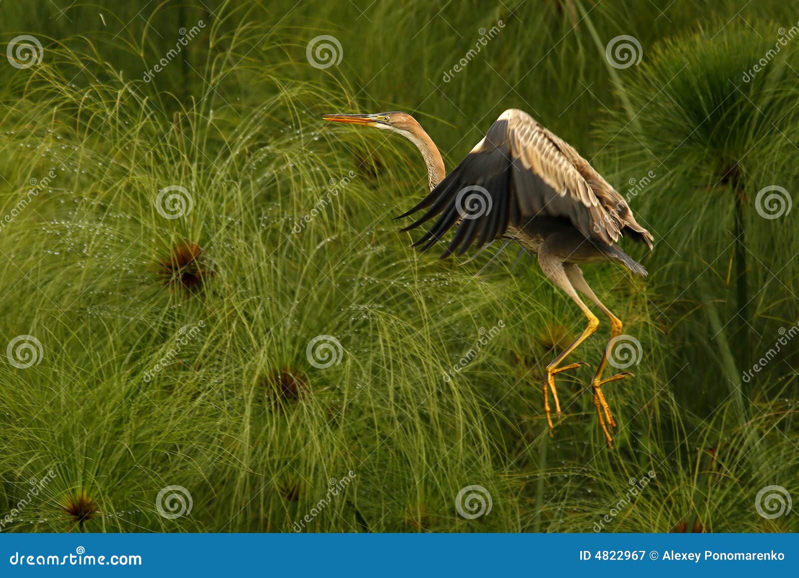 La Garza Está Volando Para Arriba Imagen de archivo - Imagen de ...
