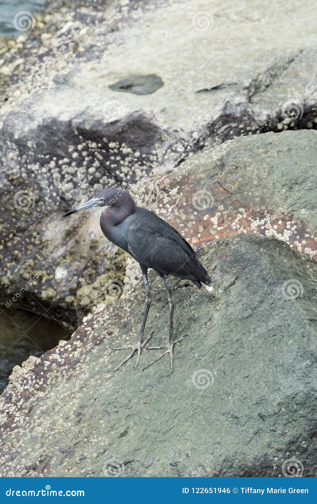 La Garza Negra En Las Rocas Foto de archivo - Imagen de hembra, salir ...