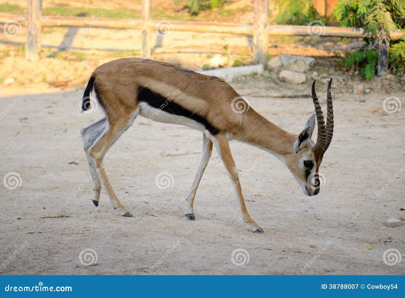 La Gazelle De Thomson Masculin (thomsonii D'Eudorcas) Image stock ...