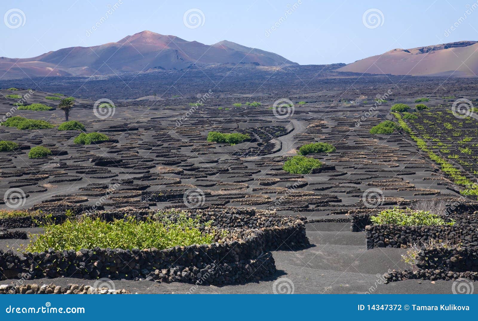La Geria stock photo. Image of agriulture, craters, lifeless - 14347372
