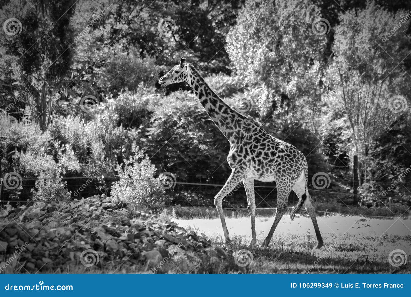 Girafe Noire