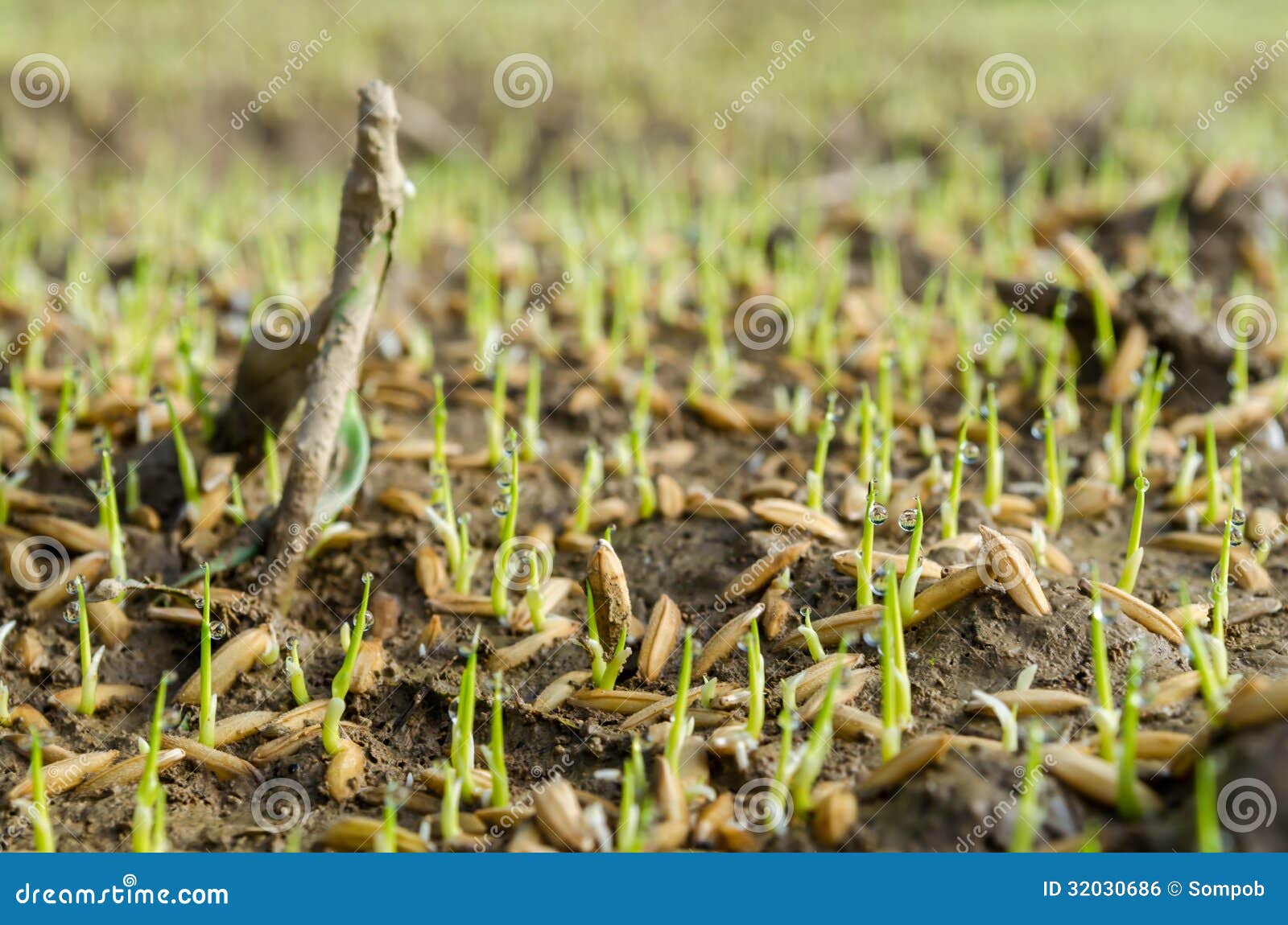 La Graine De Riz Germent Dans Une Rizière. Photo stock - Image du ...
