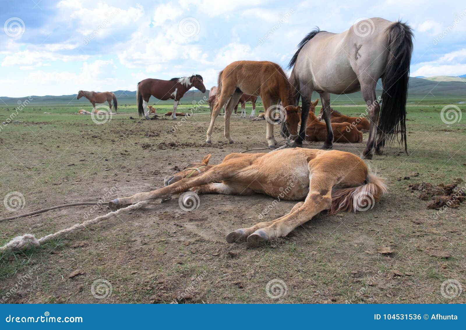 La granja de los koumiss foto de archivo. Imagen de altai - 104531536