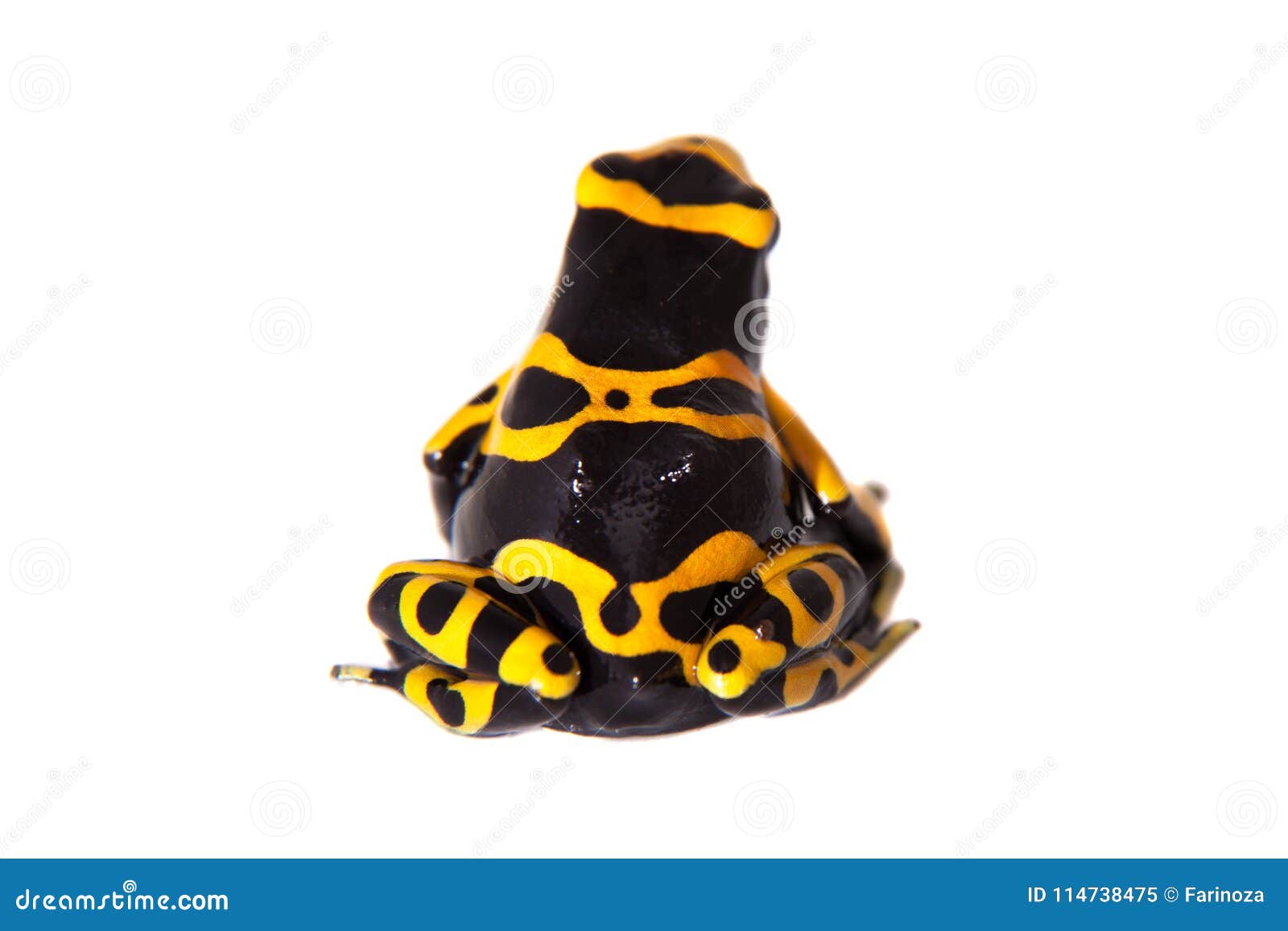 La Grenouille De Dard De Poison De Bourdon Sur Le Blanc Image stock ...