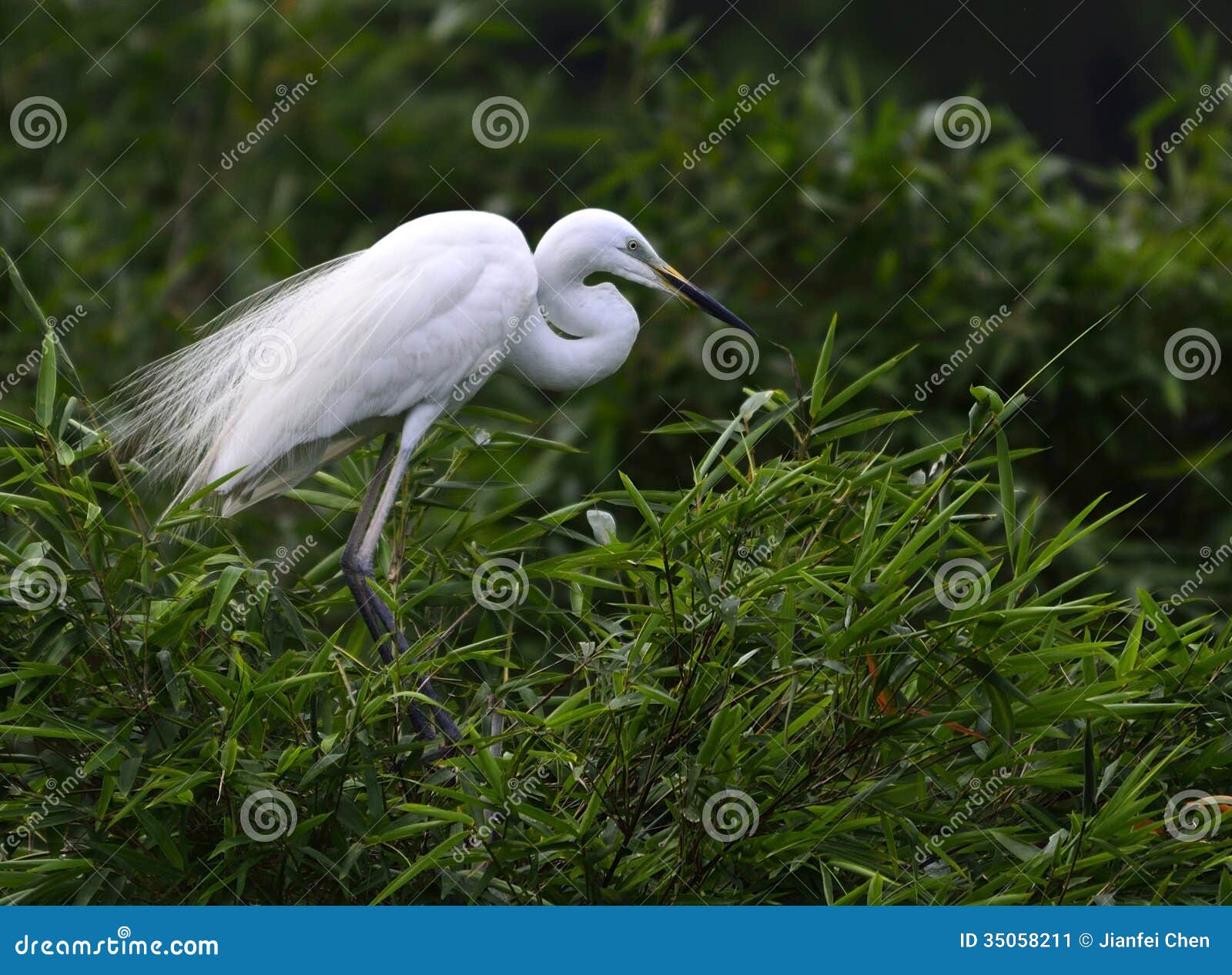 La gru bianca immagine stock. Immagine di uccello, animale - 35058211