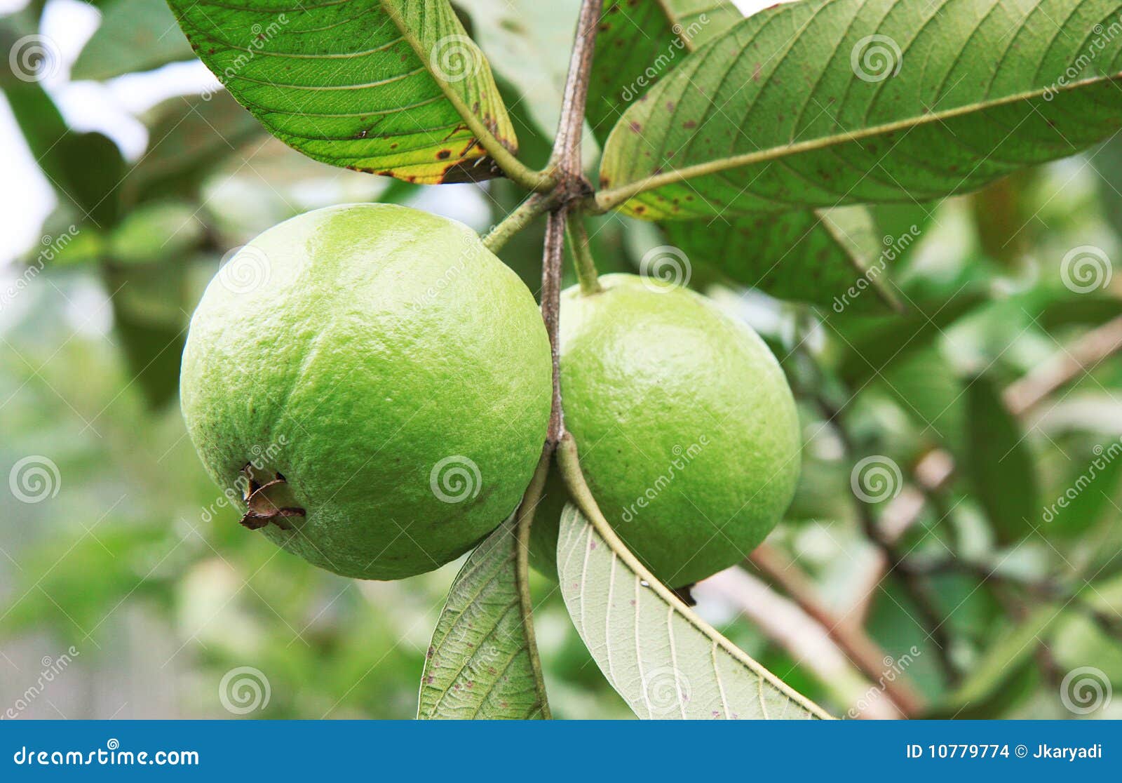 La guayaba fresca foto de archivo. Imagen de textura - 10779774