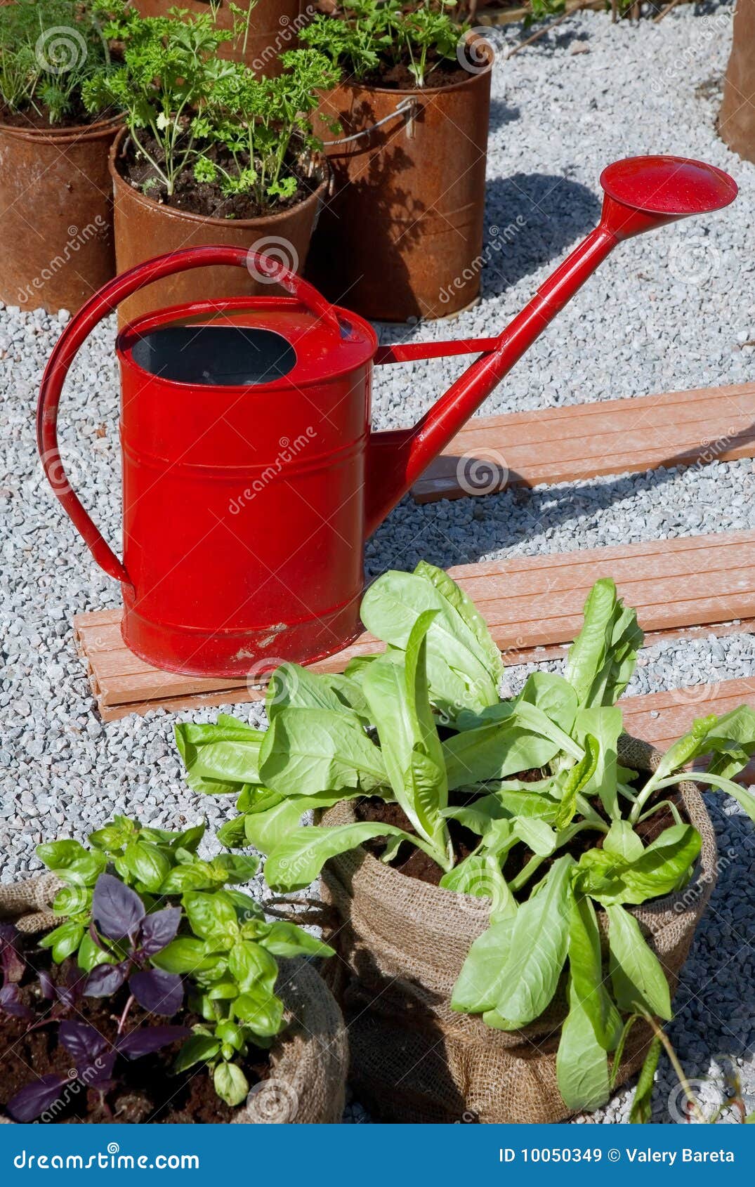 La Herramienta De La Aspersión Imagen de archivo - Imagen de follaje ...