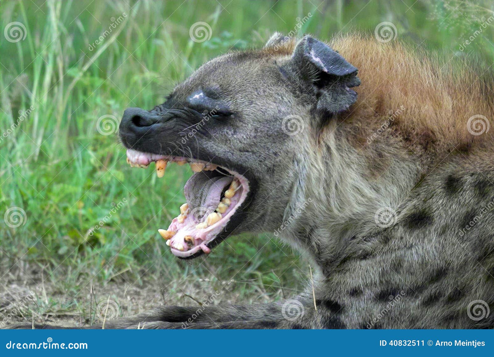 La Hiena Manchada (crocuta Del Crocuta) Imagen de archivo - Imagen de ...