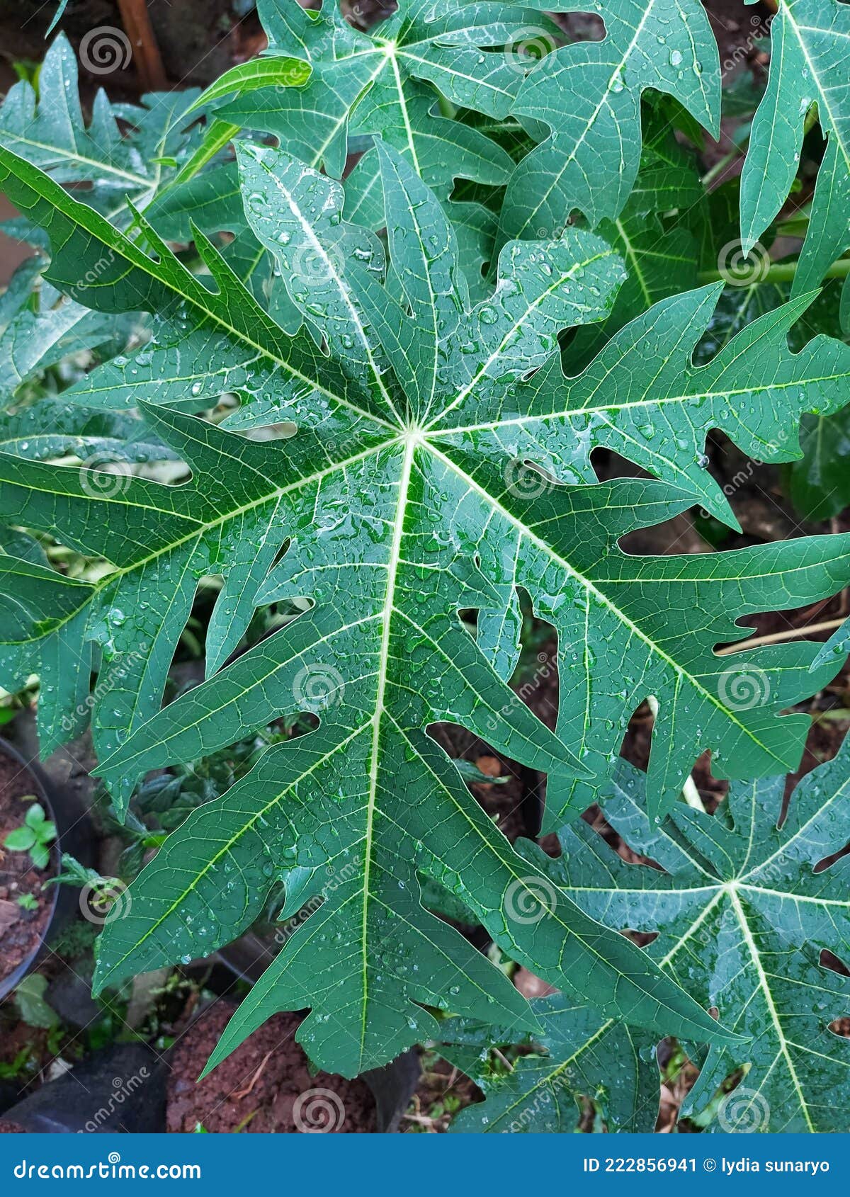 La hoja amarga imagen de archivo. Imagen de comida, deciduo - 222856941