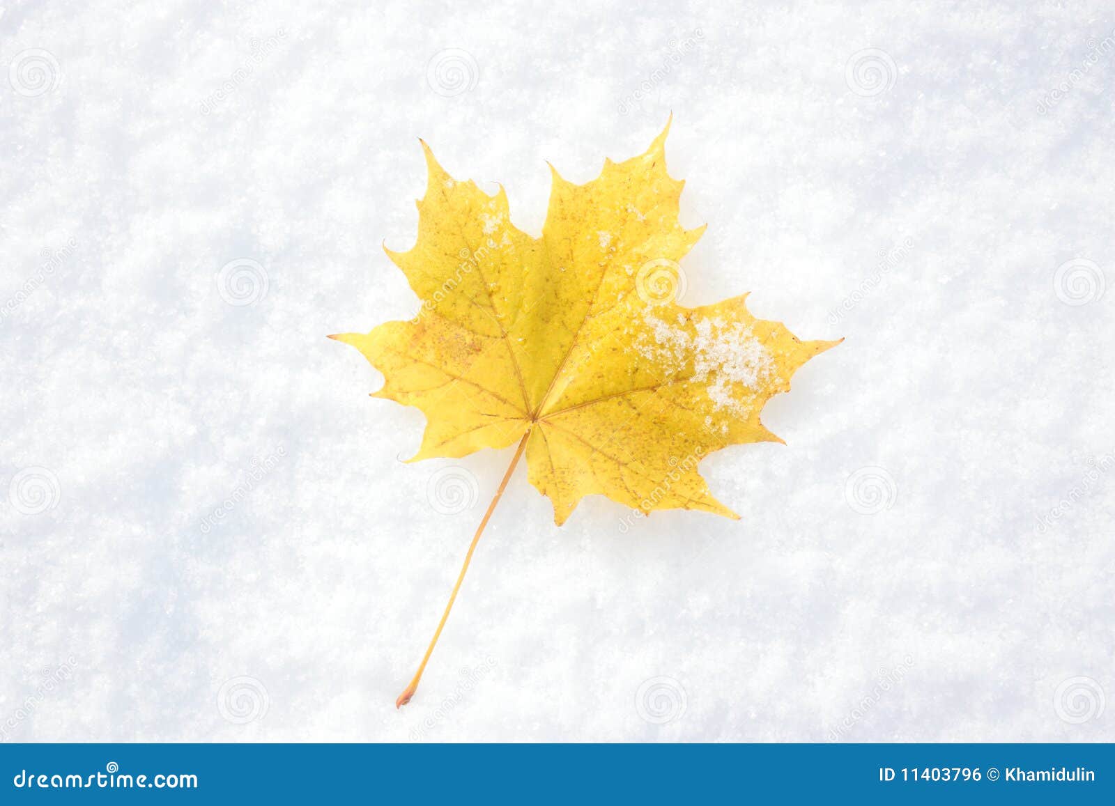 La hoja de arce. foto de archivo. Imagen de arce, hoja - 11403796