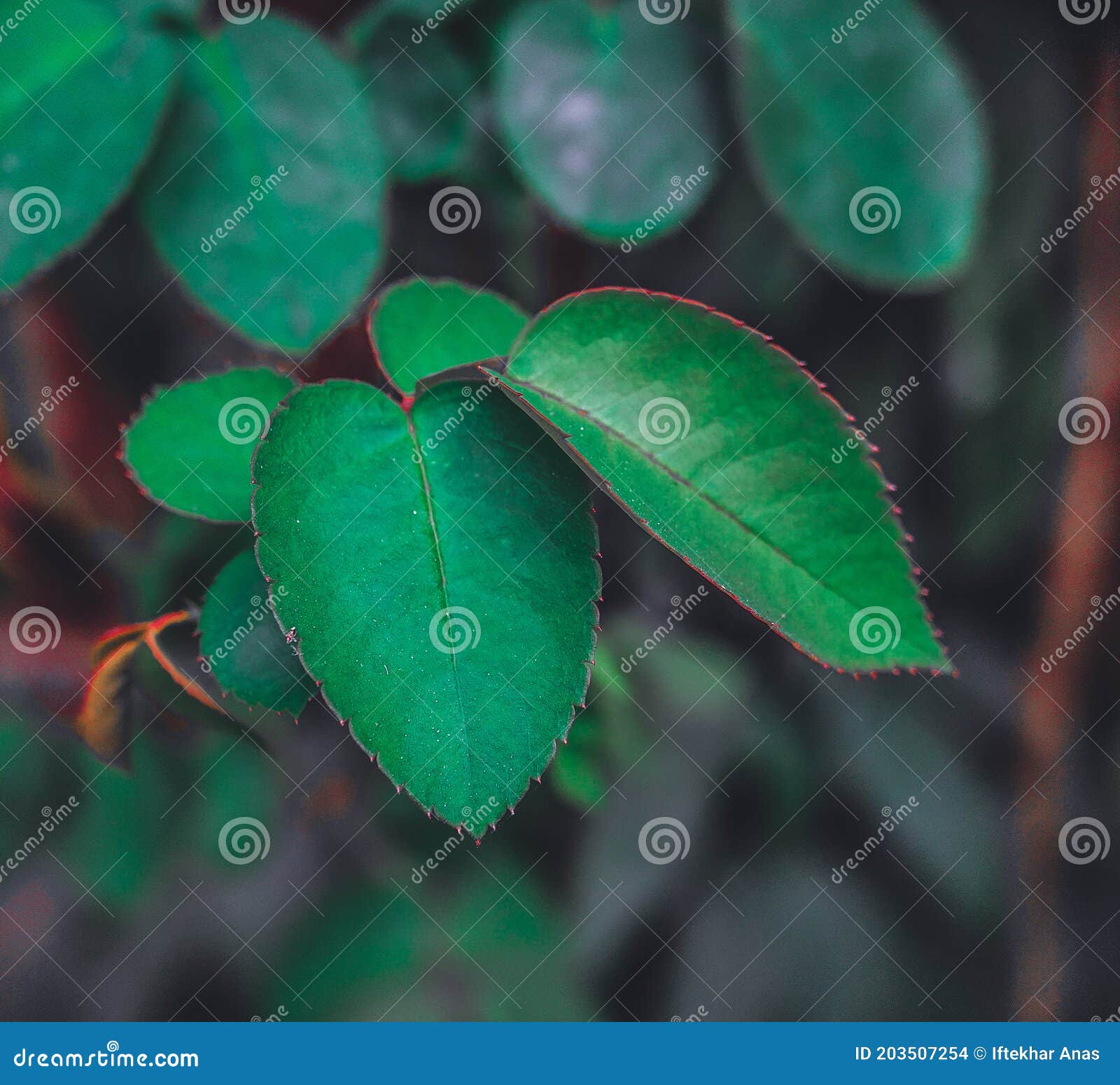 La hoja de rosa. foto de archivo. Imagen de flor, rosa - 203507254