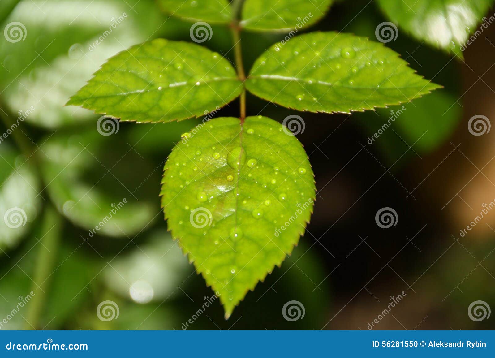 La hoja de una rosa foto de archivo. Imagen de planta - 56281550