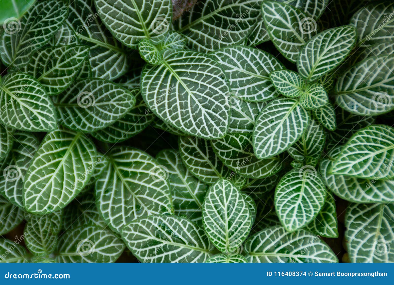 Hoja Rayada Fotos De Stock - Descarga 2,166 Fotos Libres de Derechos