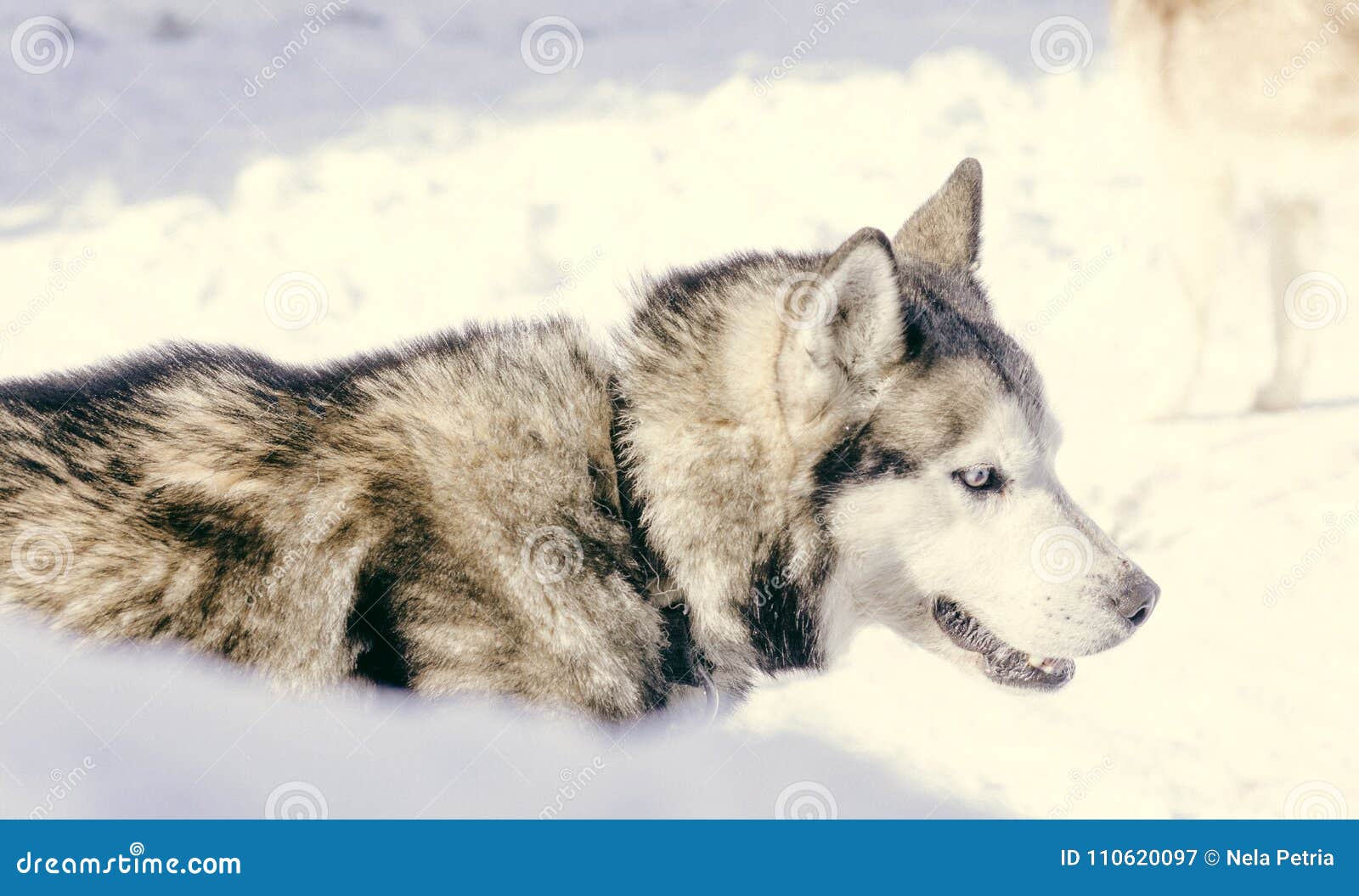 La Husky Siberiana En La Nieve Imagen de archivo - Imagen de lifestyle ...