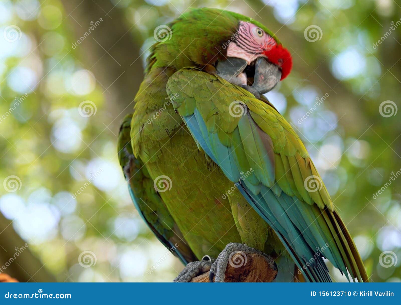 La Imagen Muestra Un Hermoso Loro Foto de archivo - Imagen de belleza ...