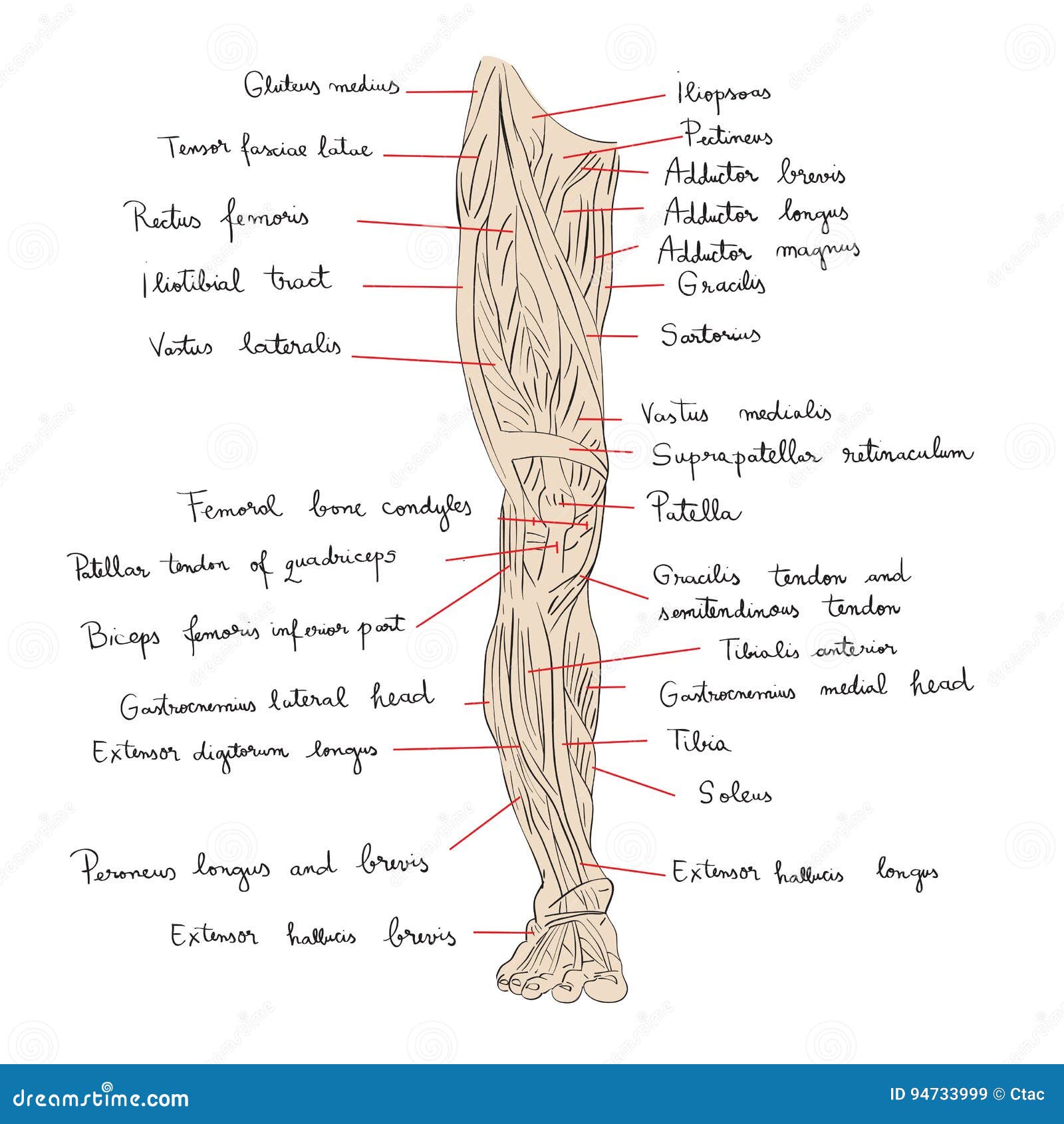 La Jambe Muscles La Couleur Avant Illustration Stock - Illustration du ...