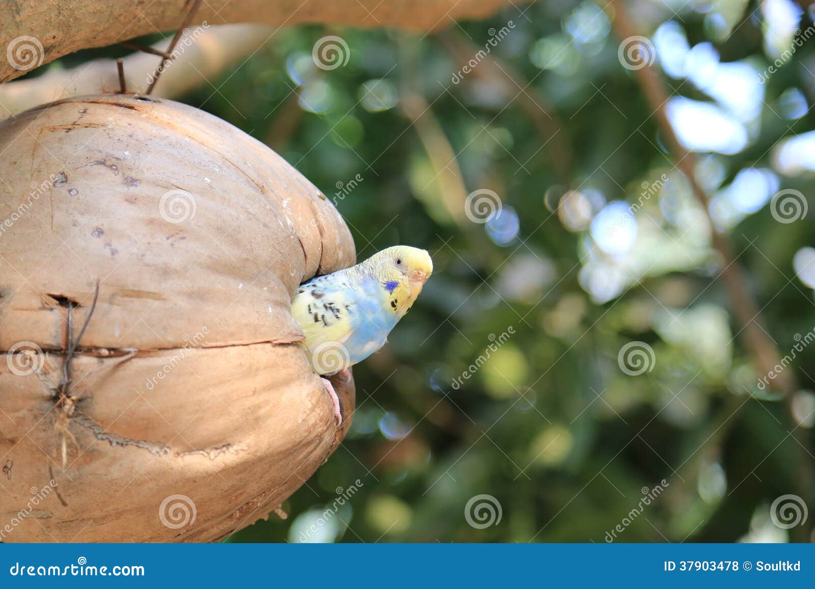 La Jerarquía Del Pájaro Del Coco Foto de archivo - Imagen de aves ...