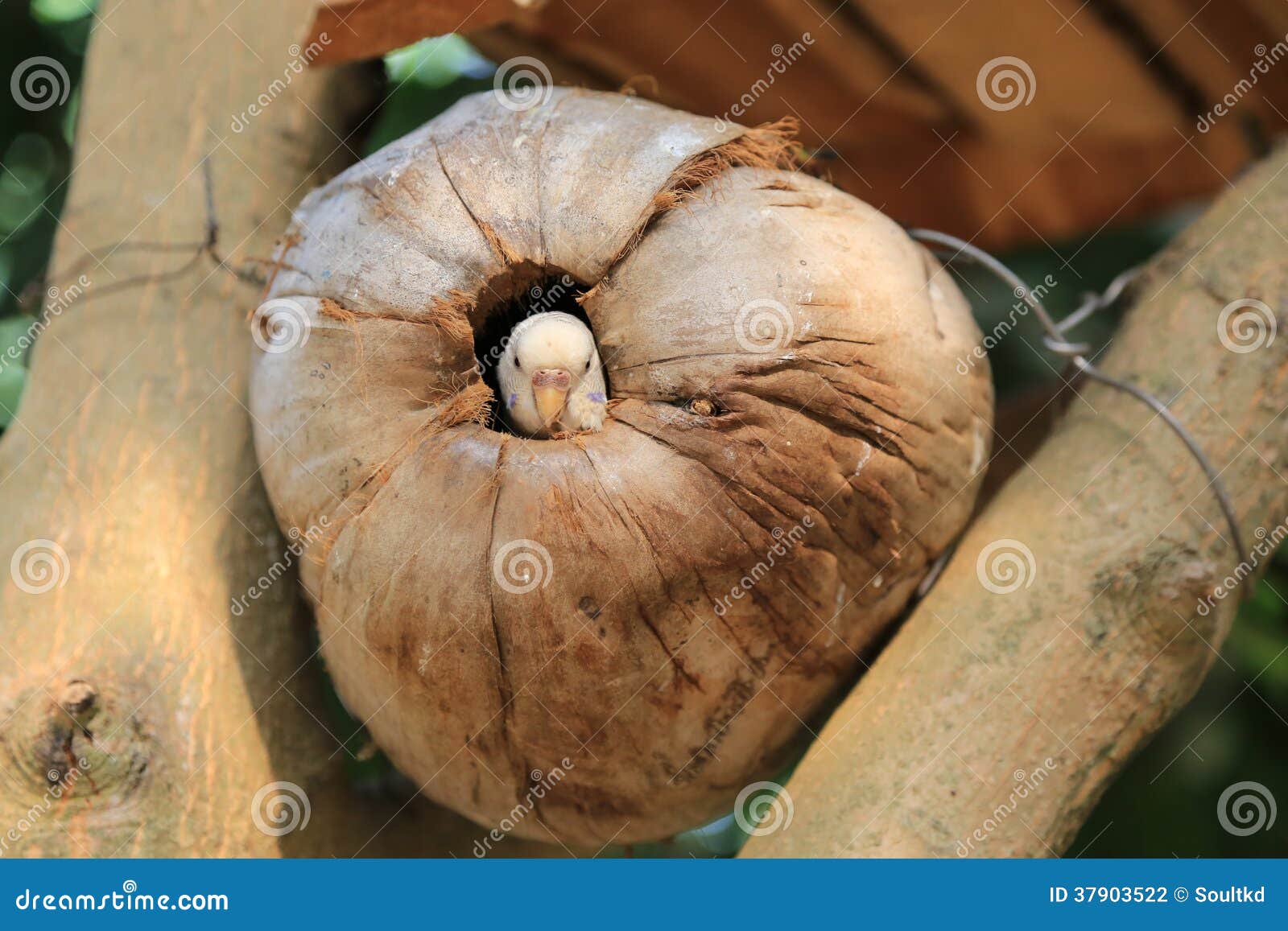 La Jerarquía Del Pájaro Del Coco Foto de archivo - Imagen de amarillo ...