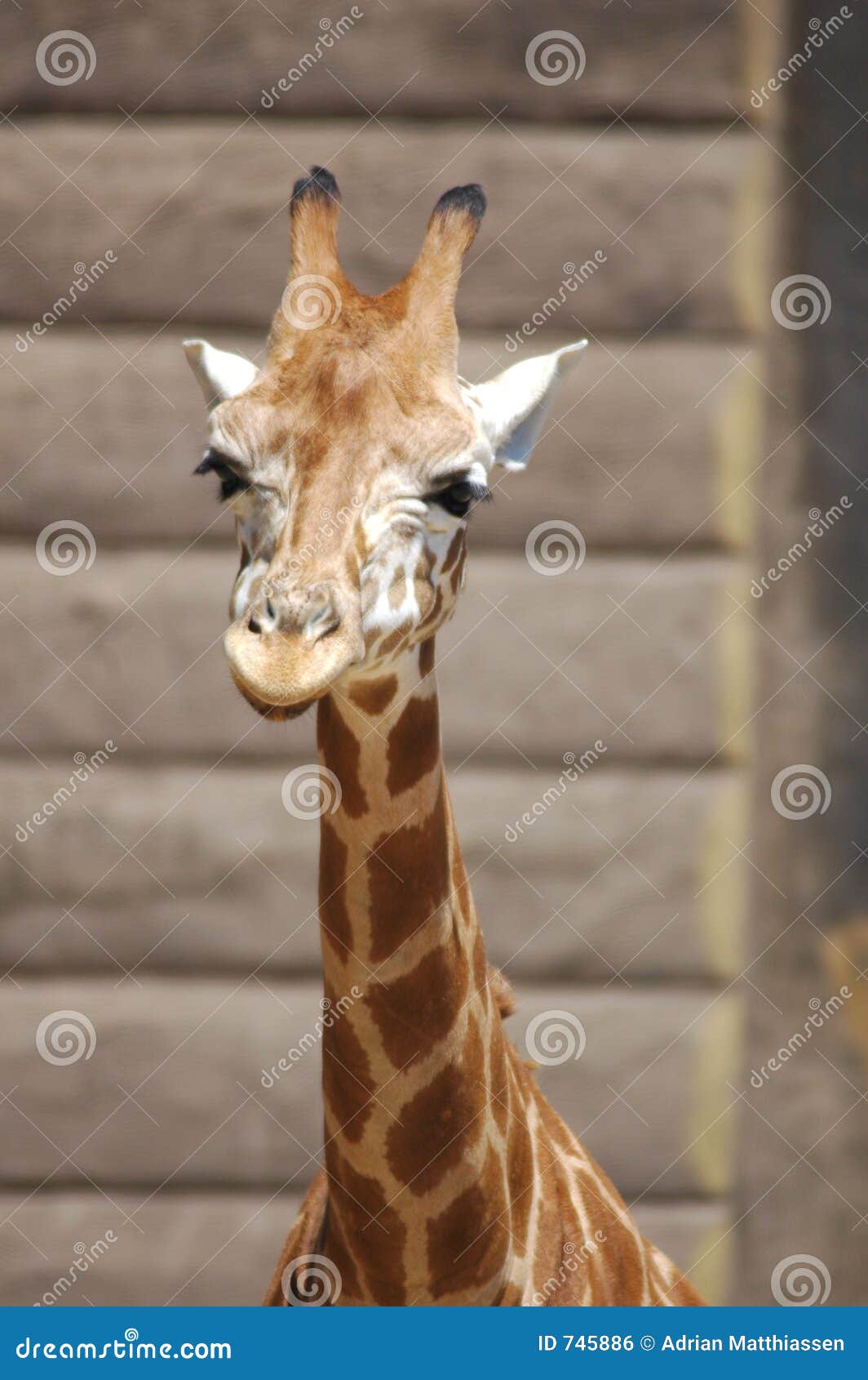 La jirafa del bebé foto de archivo. Imagen de jirafas, bebé - 745886