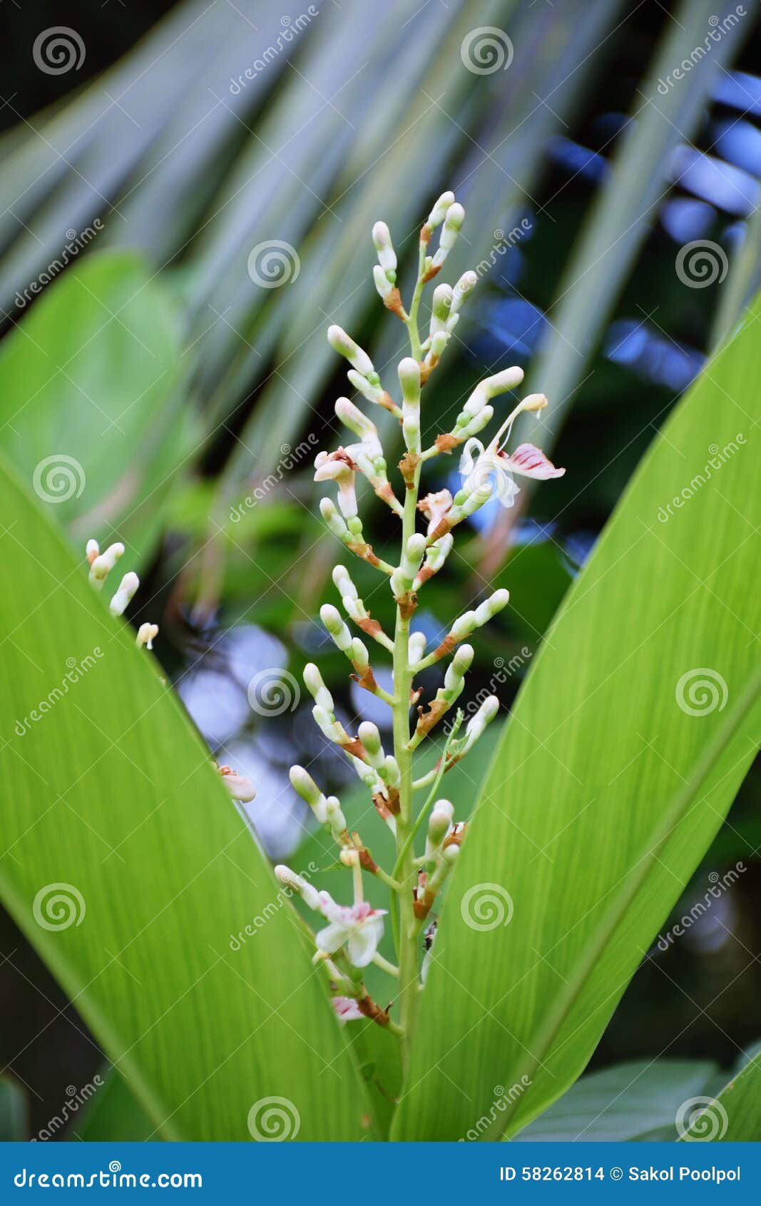 La juncia foto de archivo. Imagen de verano, travieso - 58262814