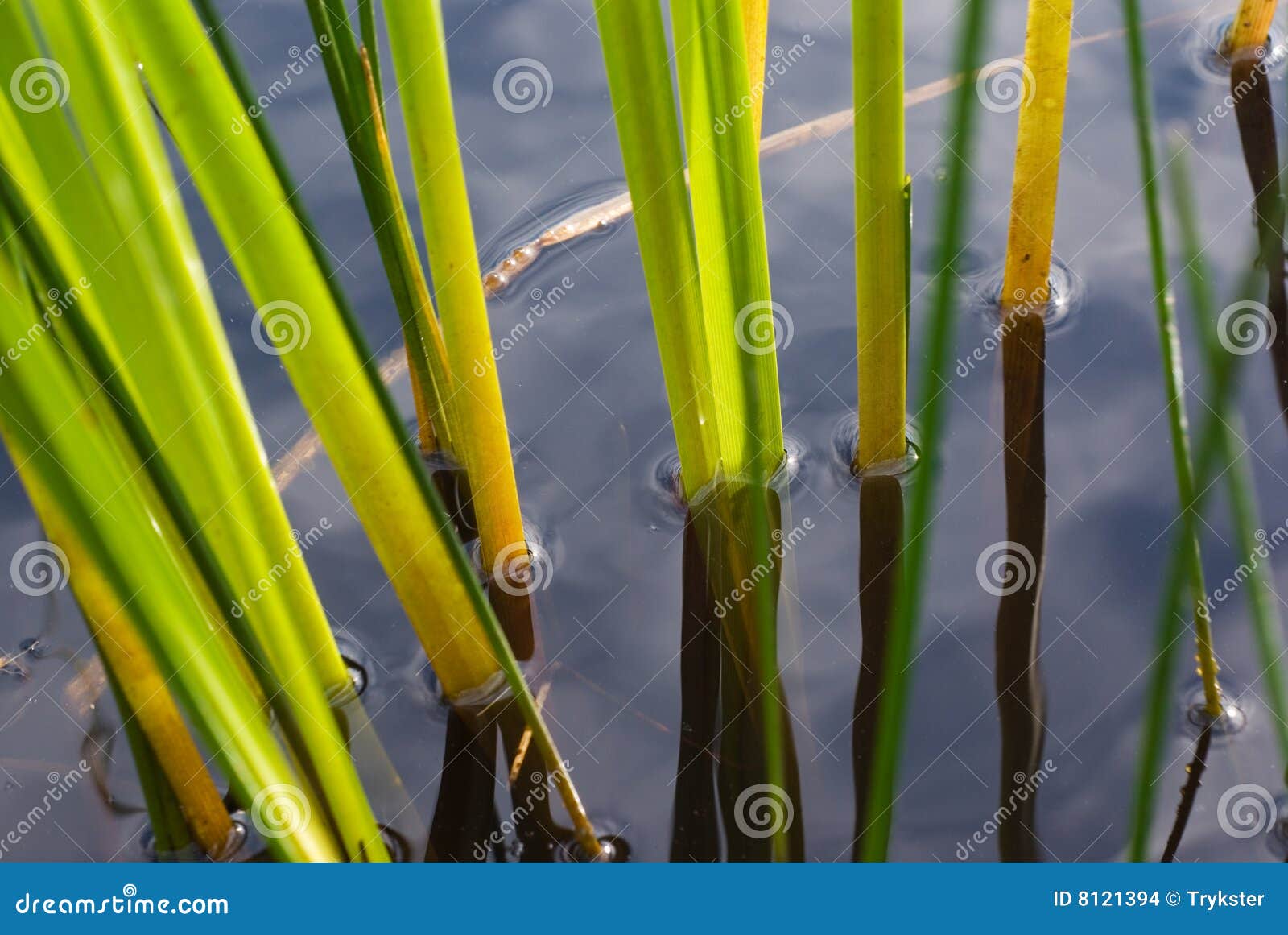 La juncia en agua foto de archivo. Imagen de floral, pantano - 8121394