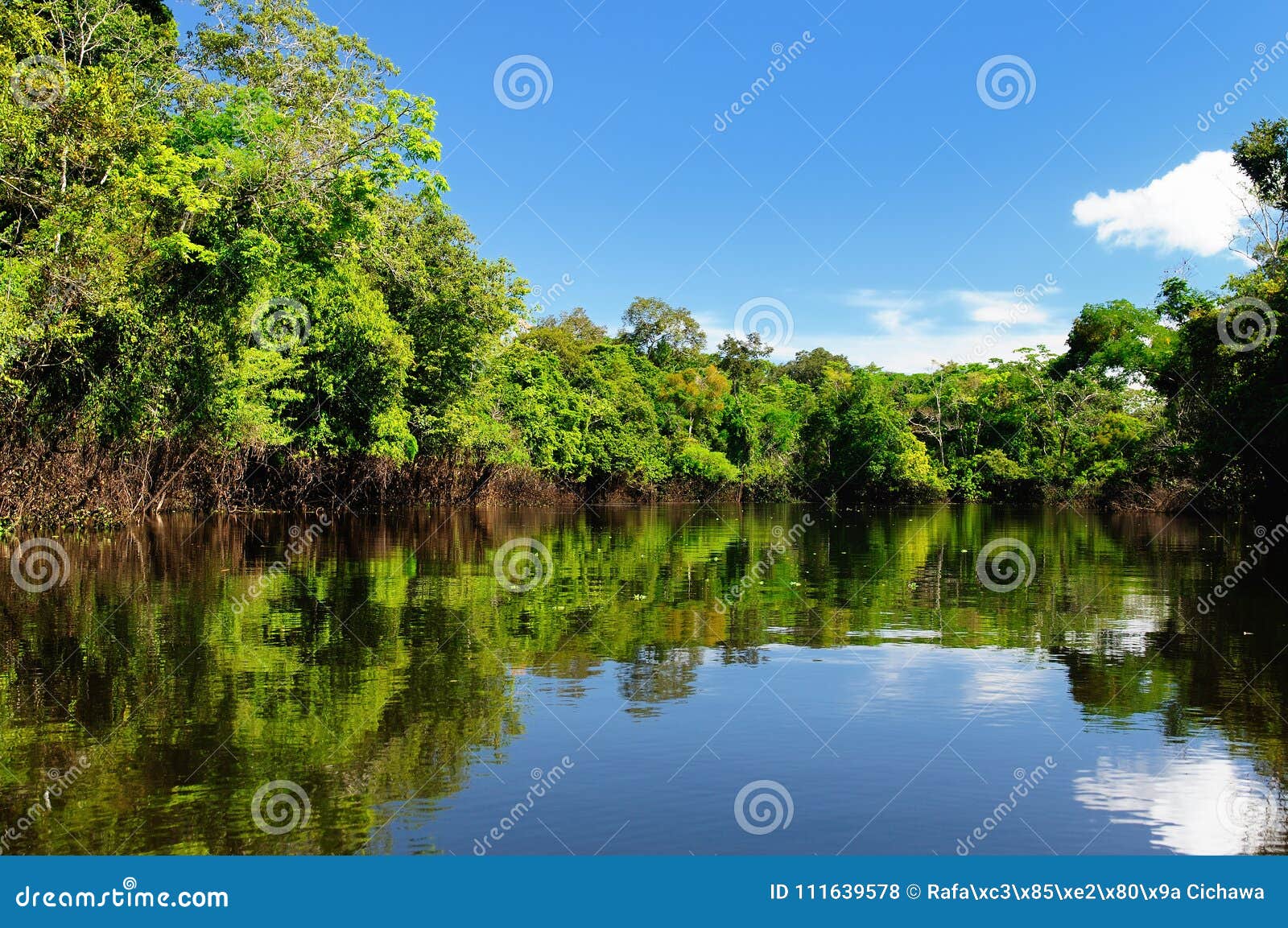 La jungle amazonienne photo stock. Image du environnement - 111639578