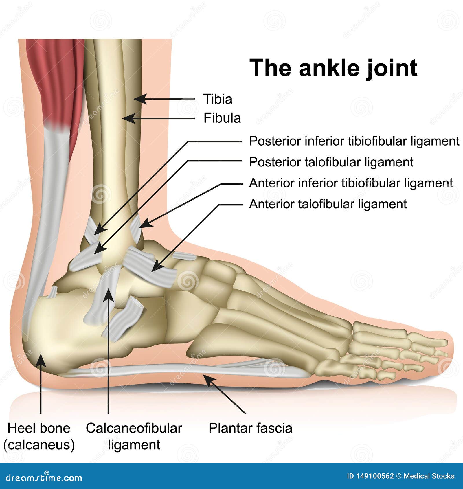 Tendones Ilustraciones Stock, Vectores, Y Clipart – (1,461 ...