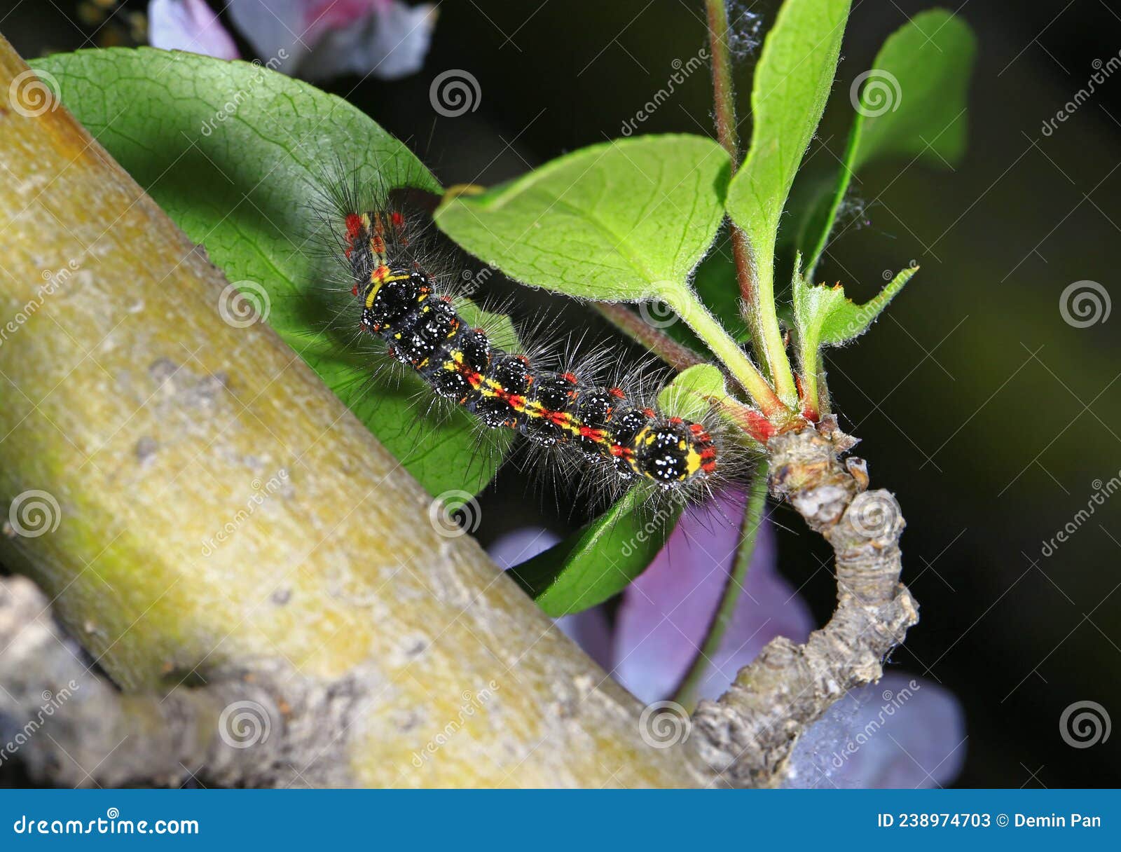 La larva de una mariposa imagen de archivo. Imagen de macro - 238974703