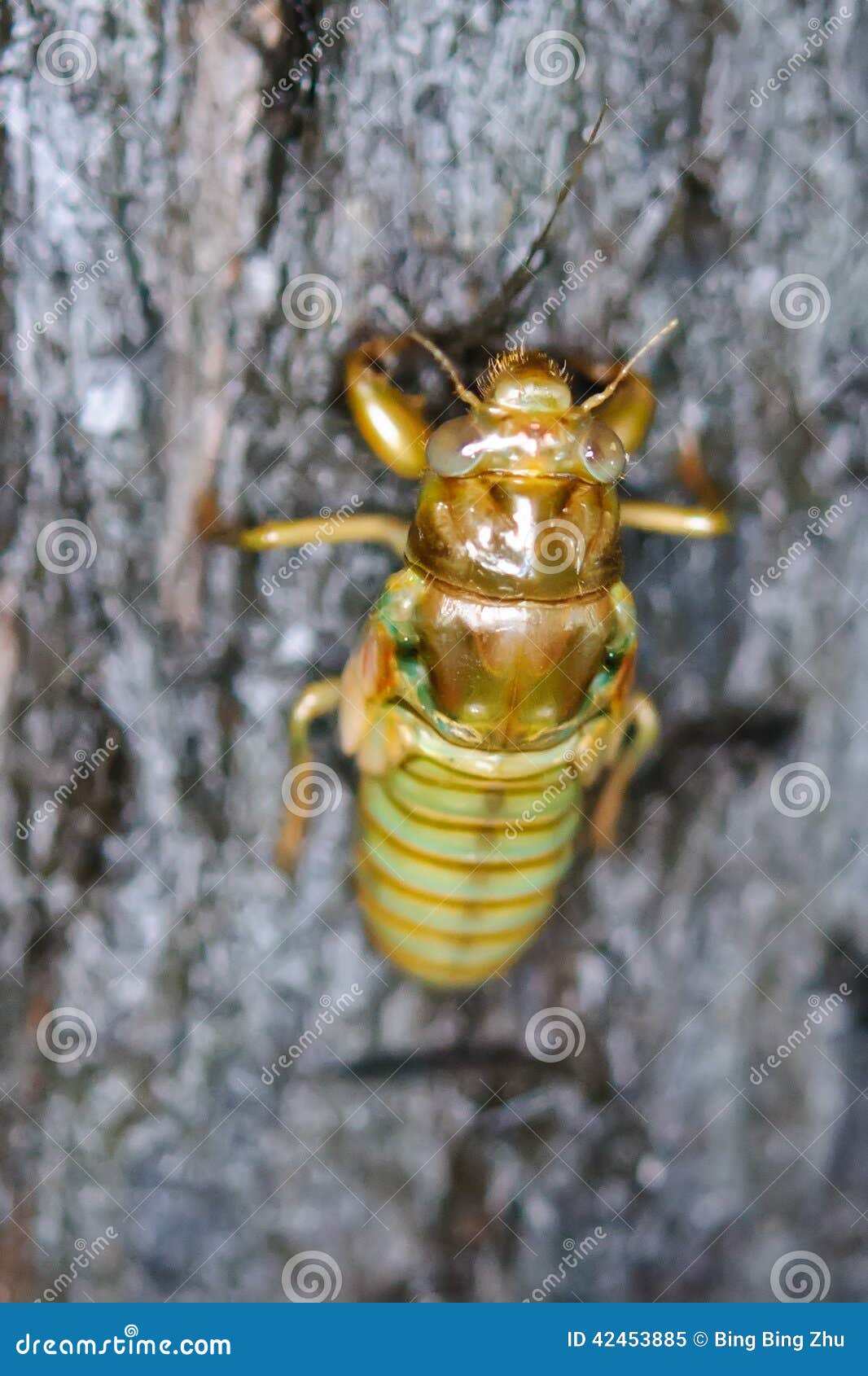La larva di una cicala immagine stock. Immagine di tenuta - 42453885
